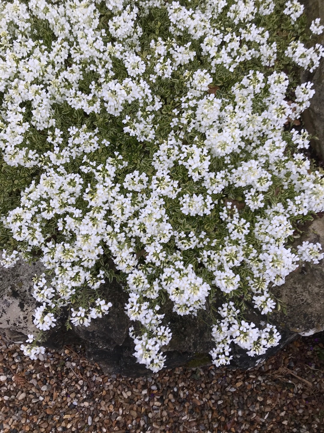 Arabis (Arabis) - PictureThis