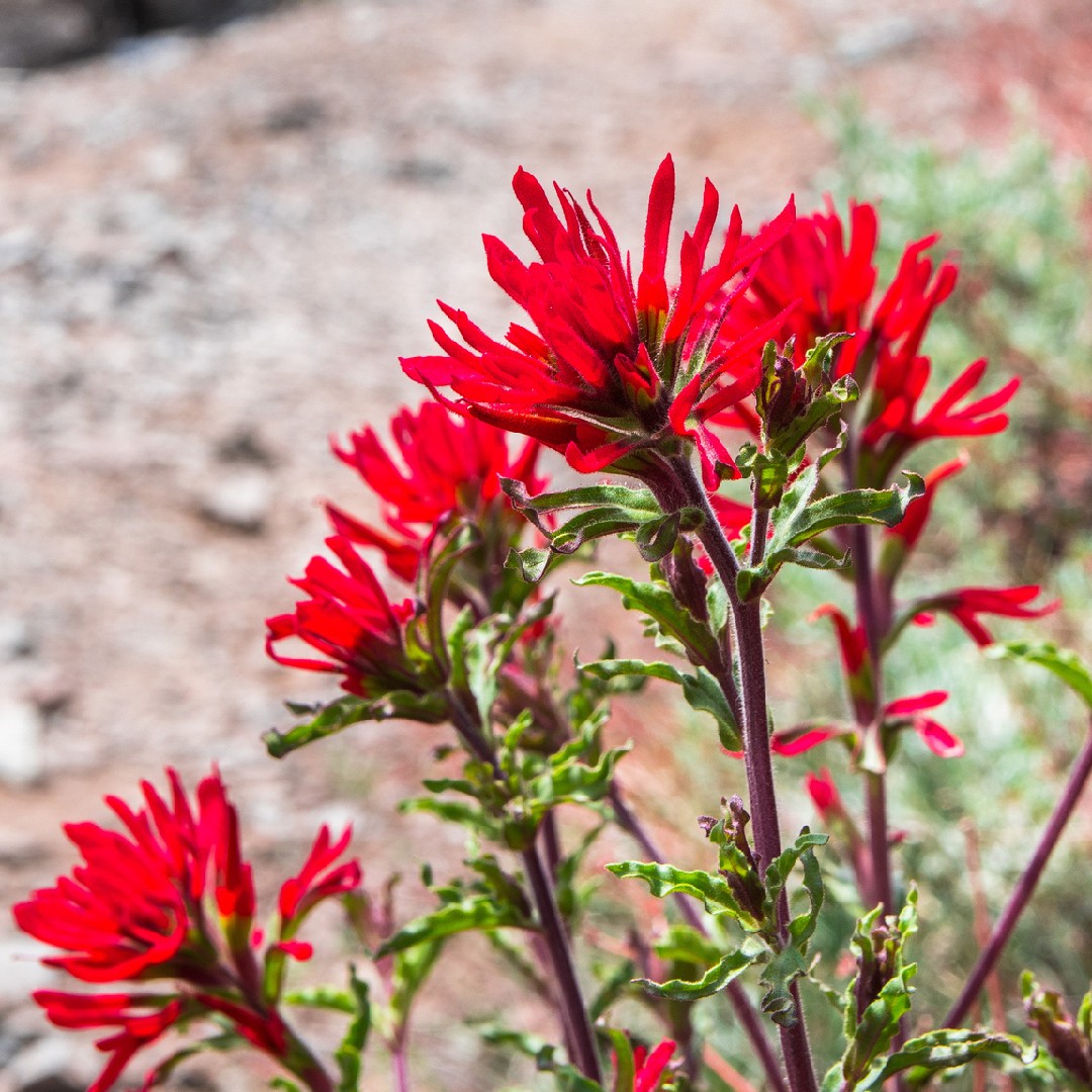 Castilleja applegatei - PictureThis