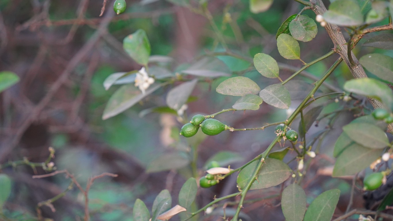 Ziziphus jujuba var. spinosa - PictureThis