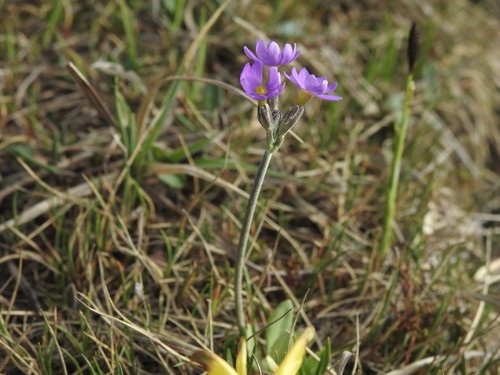 Primula scandinavica - PictureThis