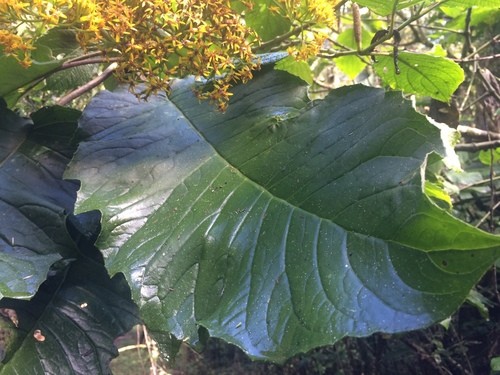 Telanthophora grandifolia - PictureThis