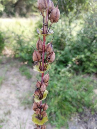 Penstemon murrayanus - PictureThis