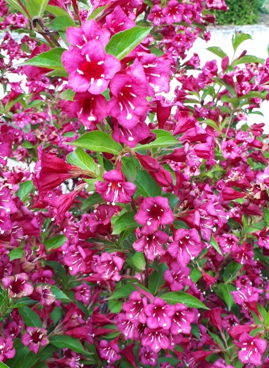 Weigela (Weigela) - PictureThis