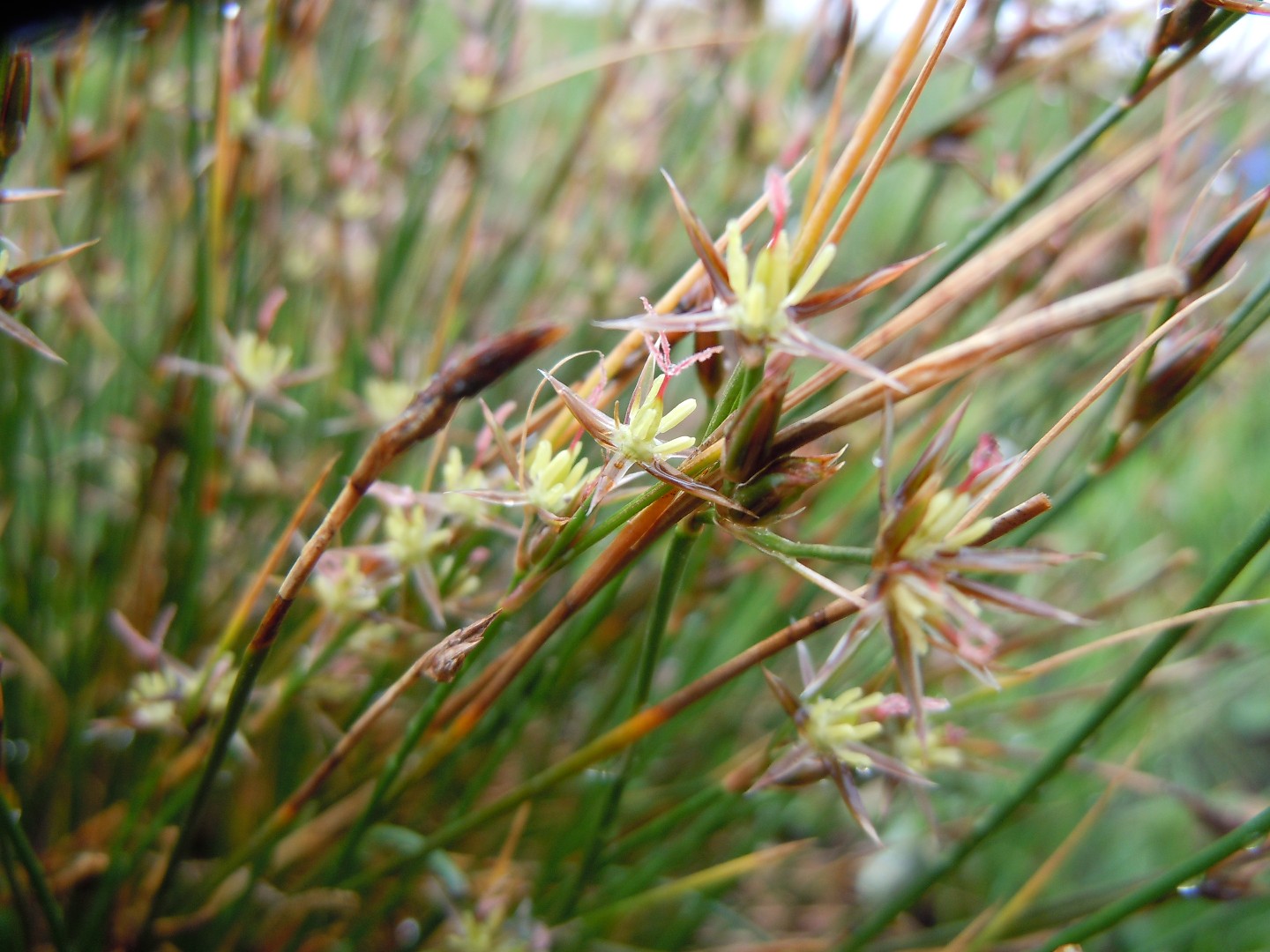 Juncus drummondii - PictureThis