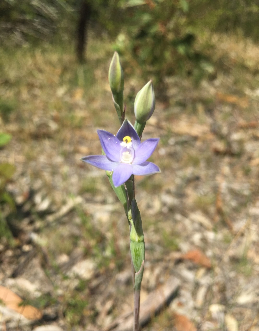 Thelymitra - PictureThis