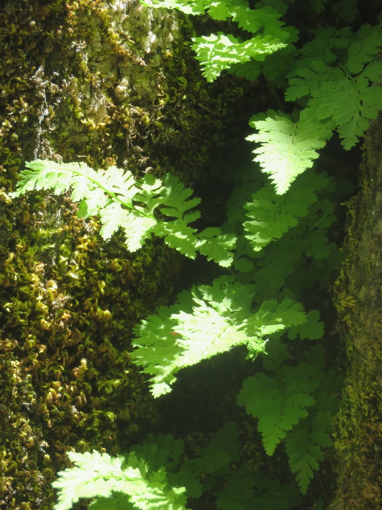 Athyrium - PictureThis