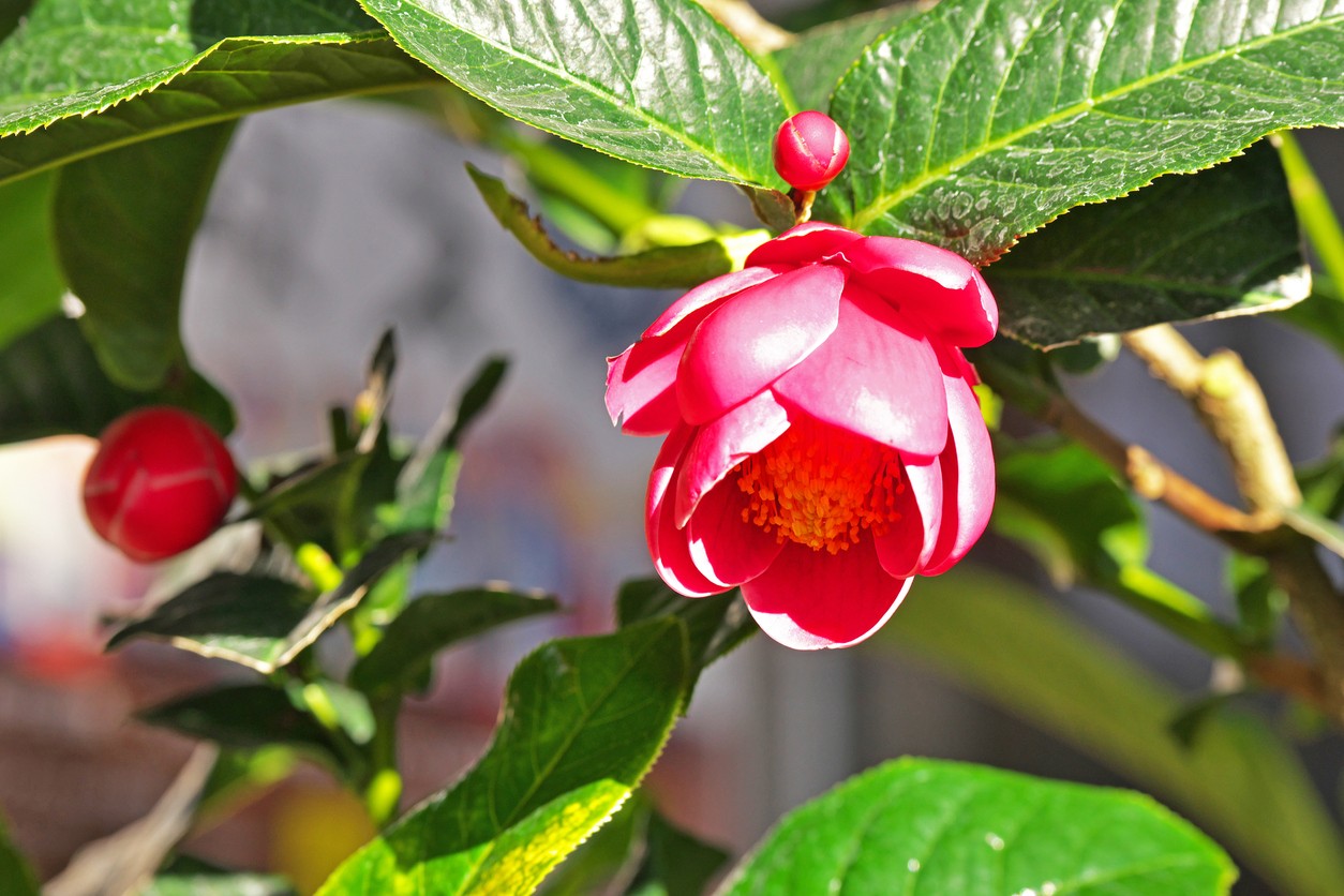 Camellia amplexicaulis Flower, Leaf, Care, Uses - PictureThis