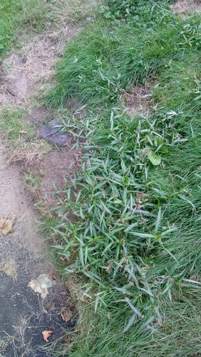 Persicaria minor - PictureThis