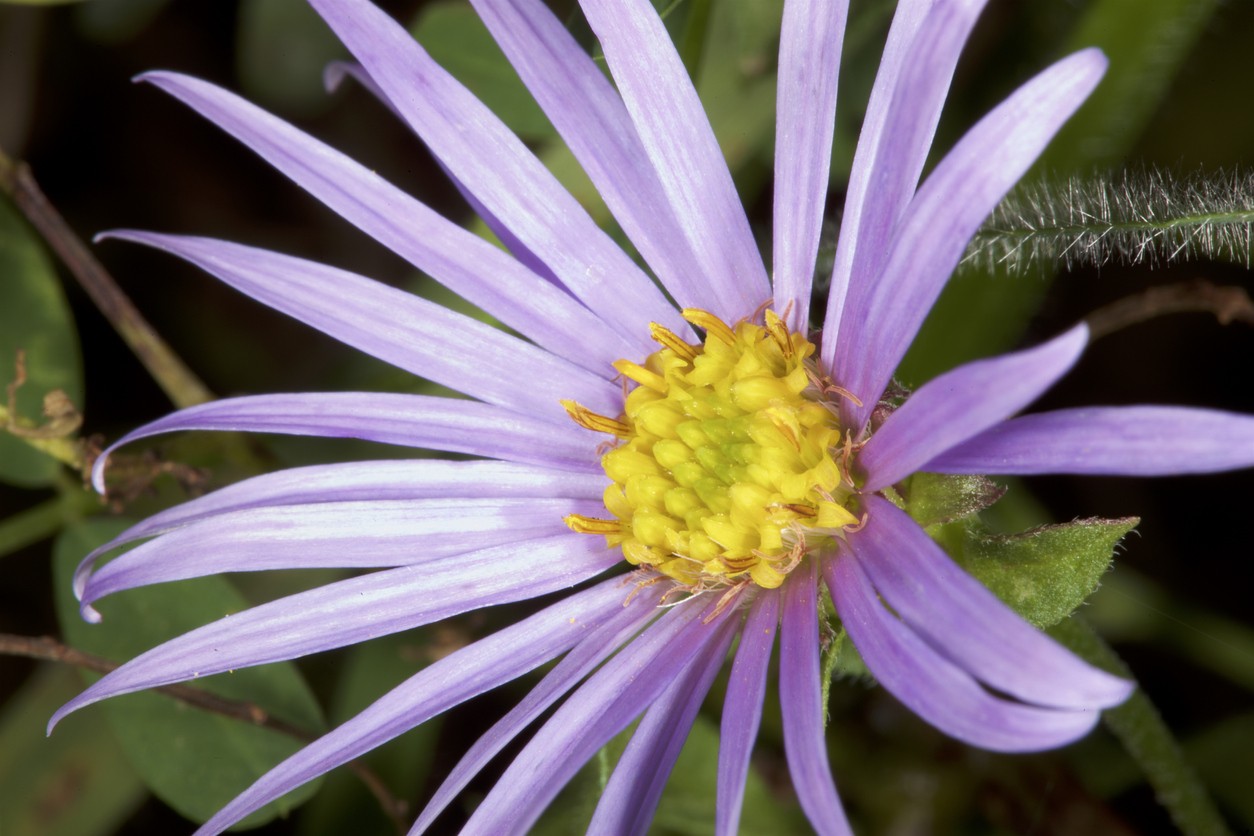 Aster (Aster) - PictureThis