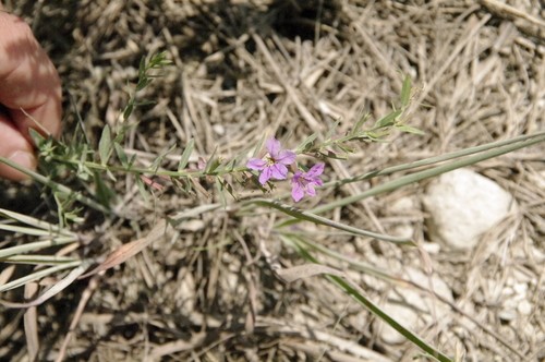Lythrum californicum - PictureThis
