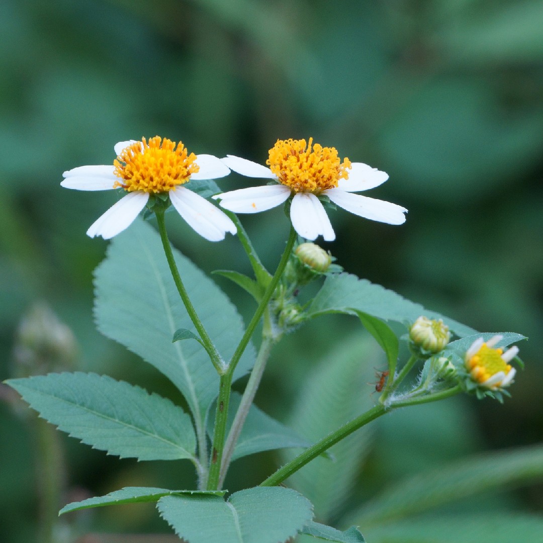Picão preto (Bidens pilosa) - PictureThis