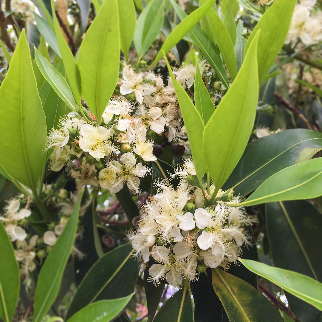 Lophostemon confertus - PictureThis
