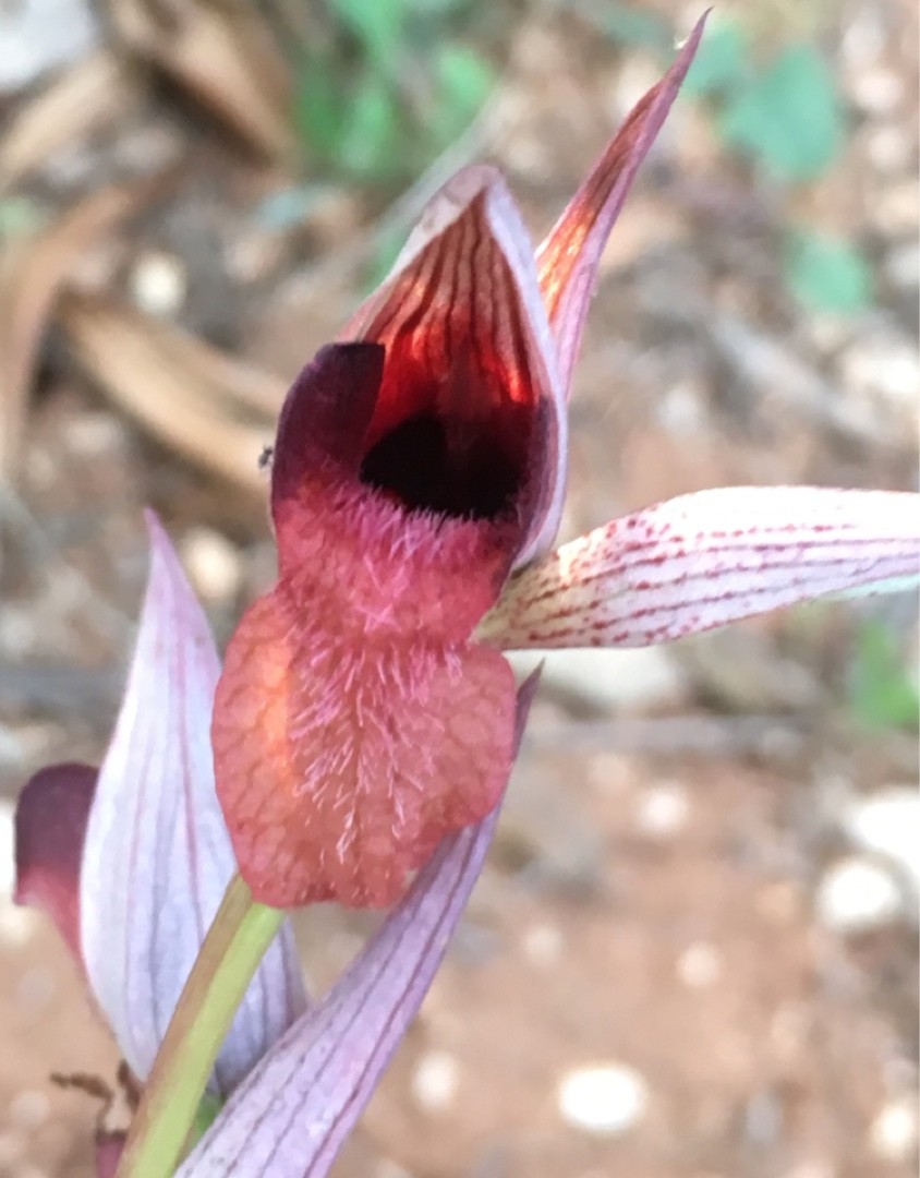 Serapias cordigera - PictureThis