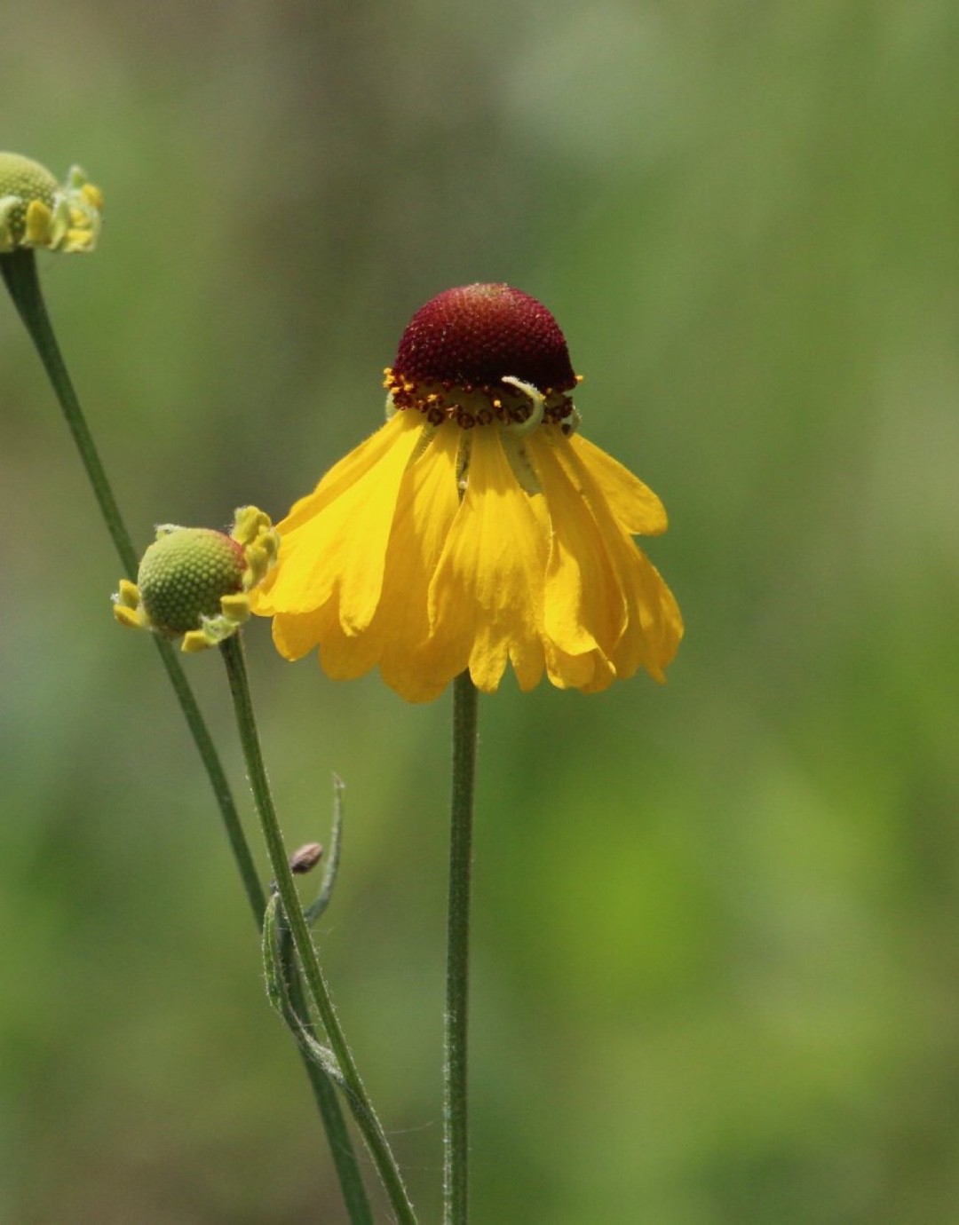 Helenium flexuosum - PictureThis