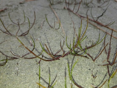 Eleocharis neozelandica - PictureThis