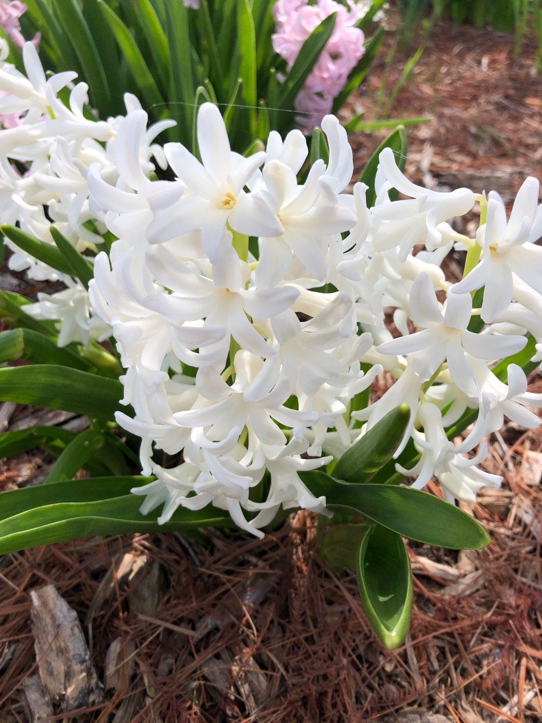 Hyacinthus orientalis 'Aiolos' - PictureThis