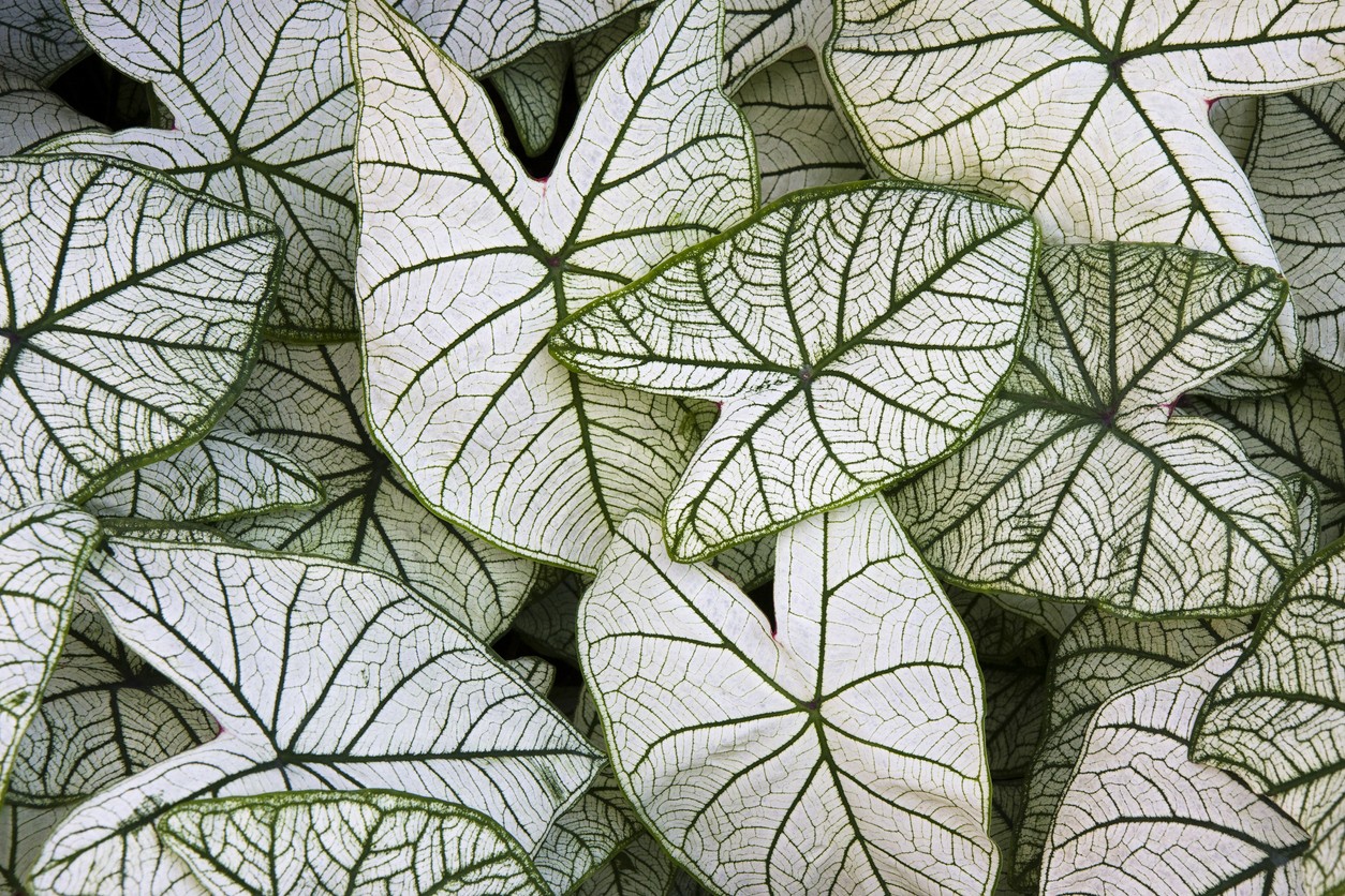 Caladium (Caladium) - PictureThis