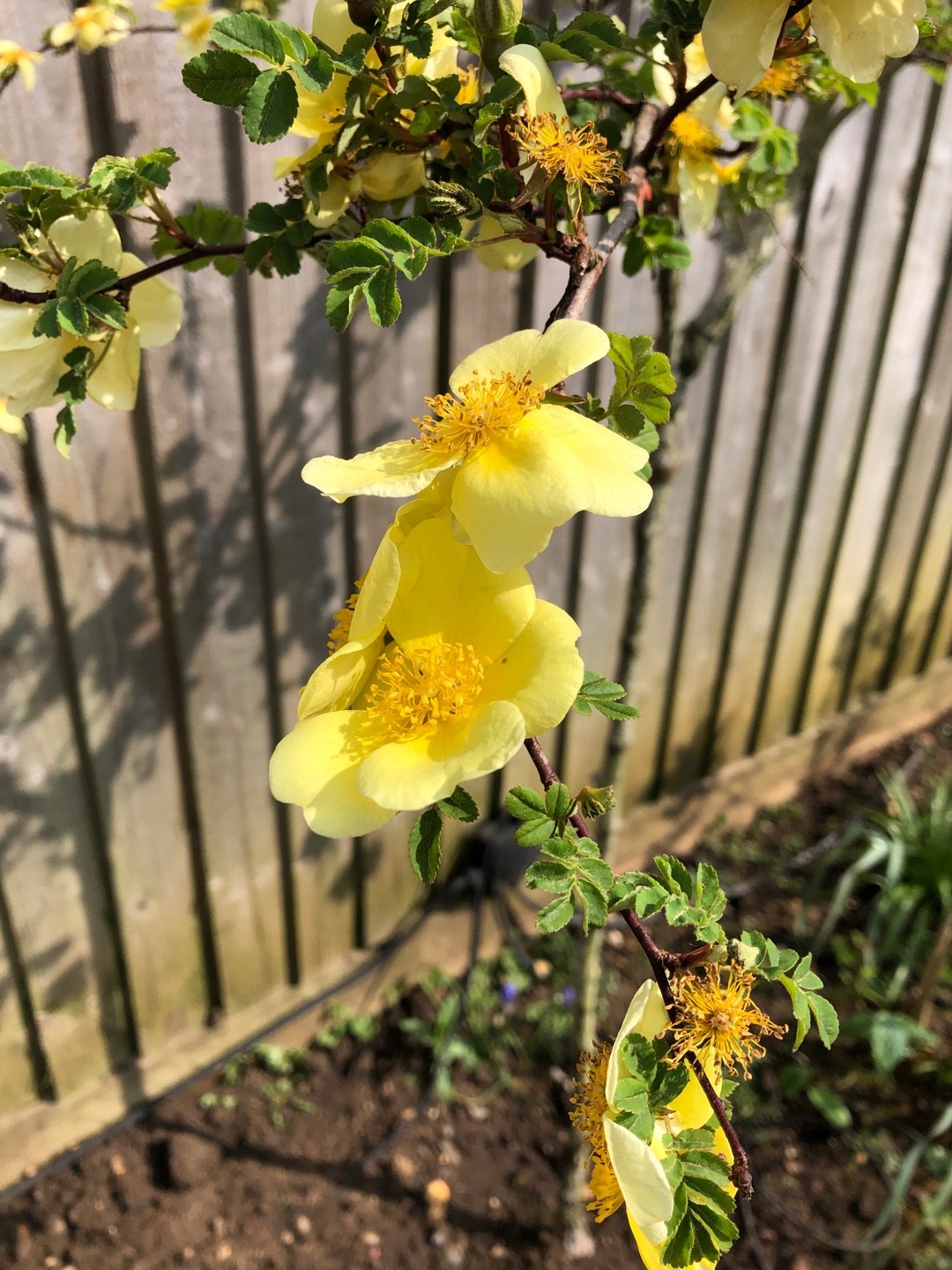 Rosa ecae 'Helen Knight' - PictureThis