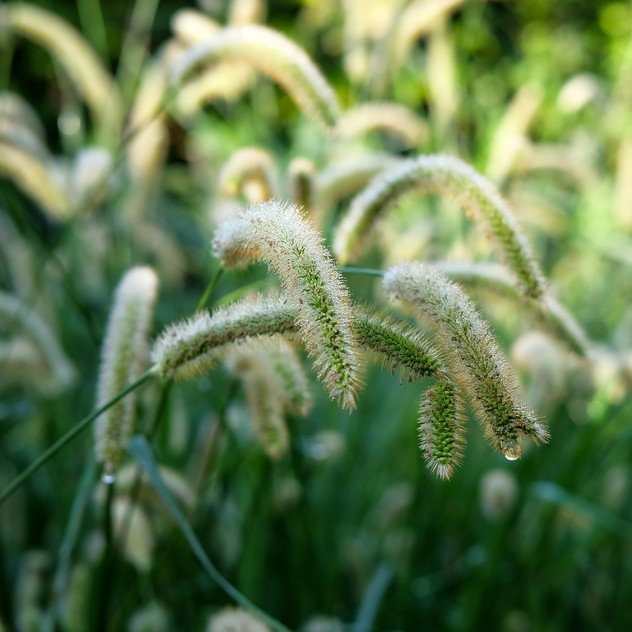 Setaria faberi - PictureThis