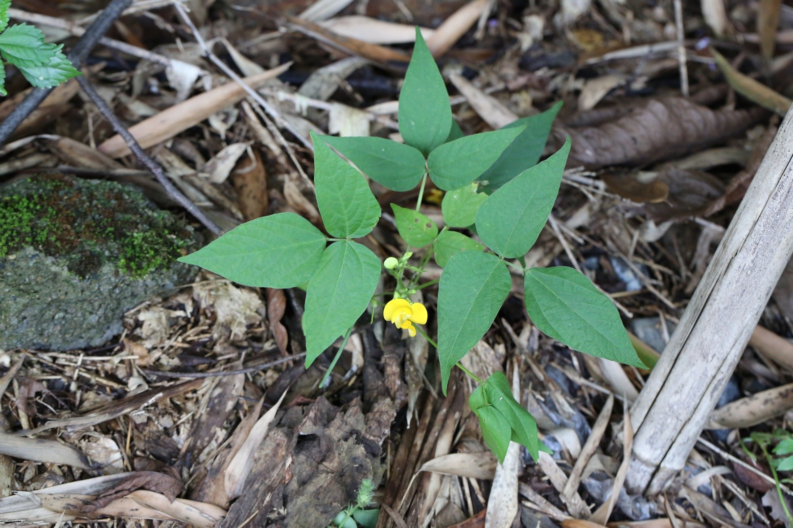 Vigna minima - PictureThis