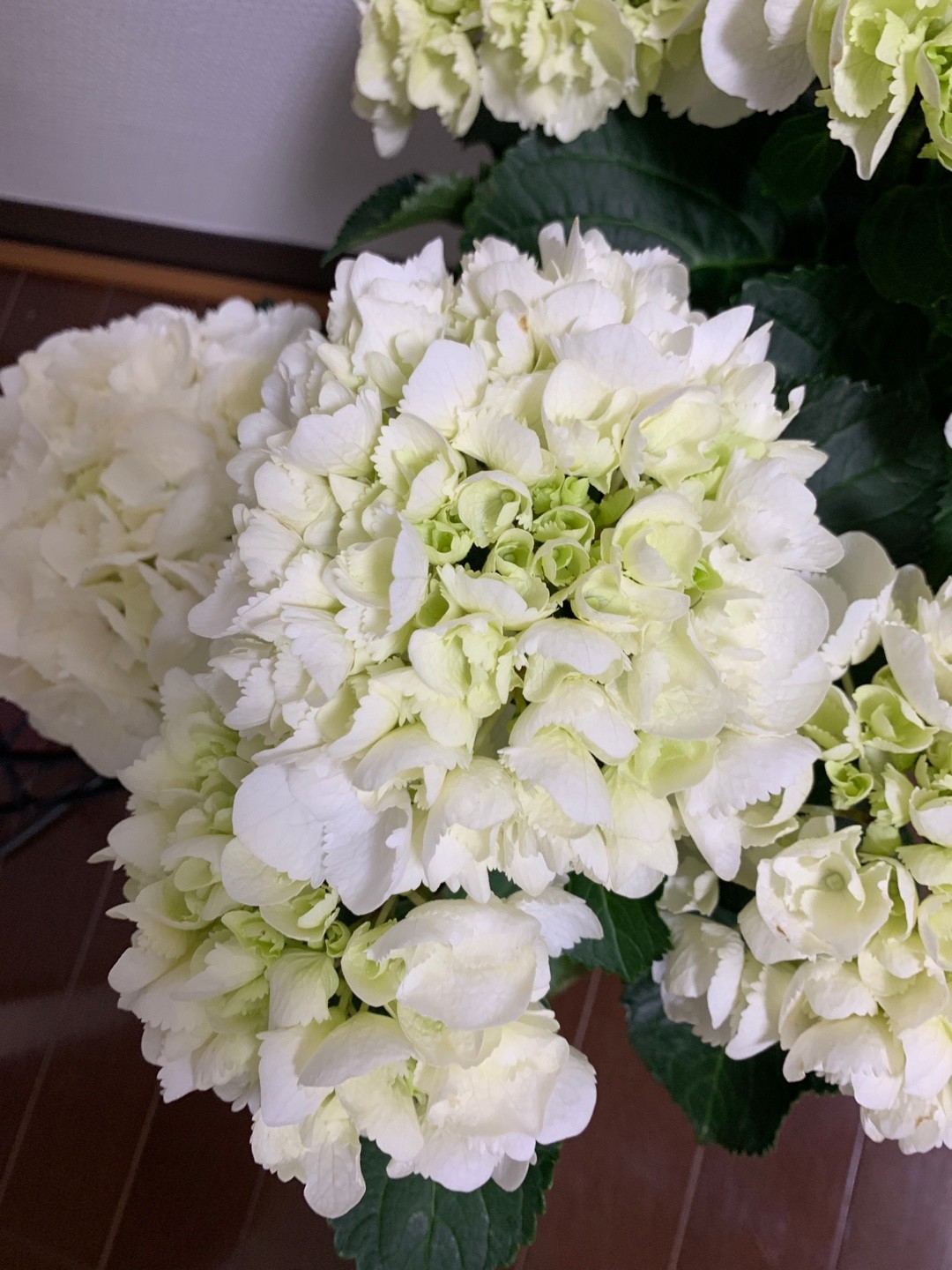 Hydrangea macrophylla 'Snowball' (Hydrangea macrophylla 'Snowball ...