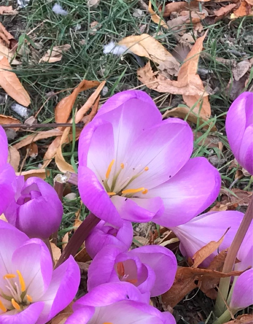 Naked Lady (Colchicum) Flower, Leaf, Uses - PictureThis