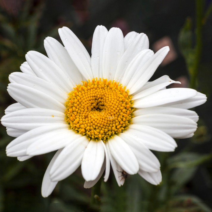 샤스타데이지 (Leucanthemum superbum) - PictureThis