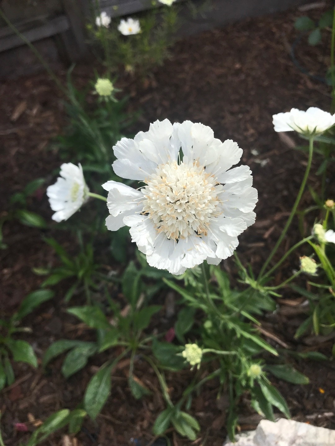 Scabiosa caucasica 'Miss Willmott' (Scabiosa caucasica 'Miss Willmott ...