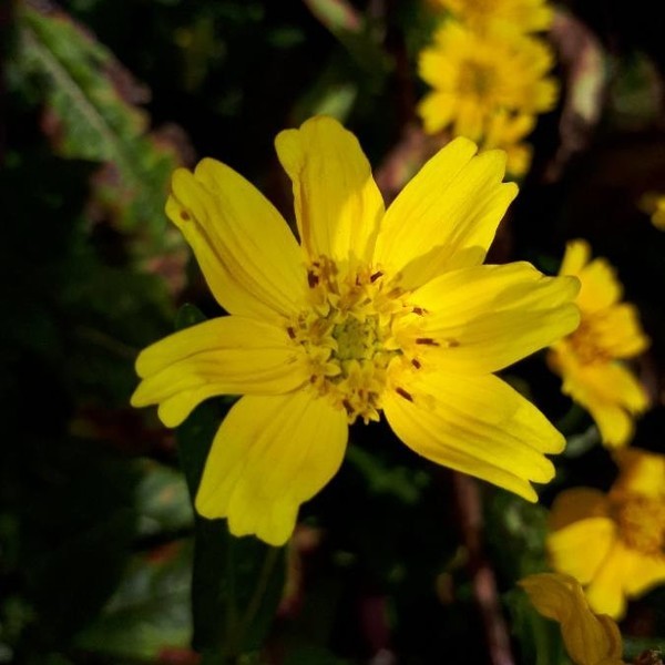 Negrillo (Guizotia abyssinica) - PictureThis