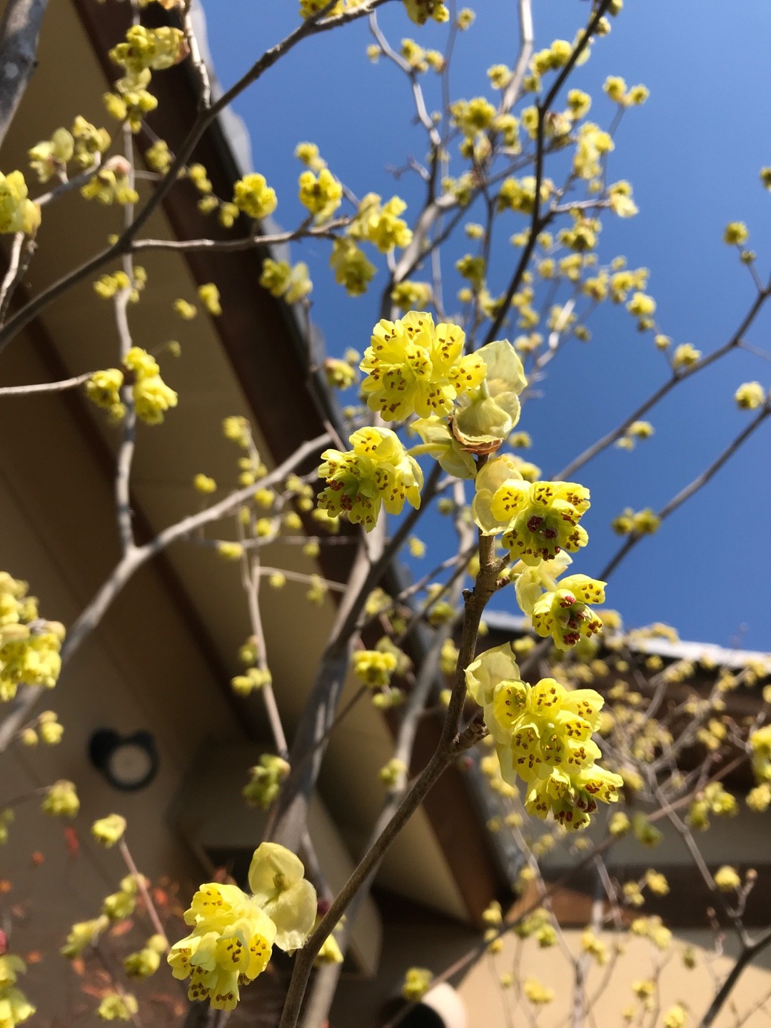 Corylopsis (Corylopsis) - PictureThis