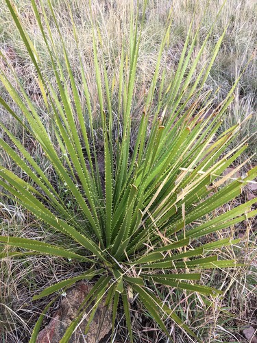 Dasylirion leiophyllum - PictureThis