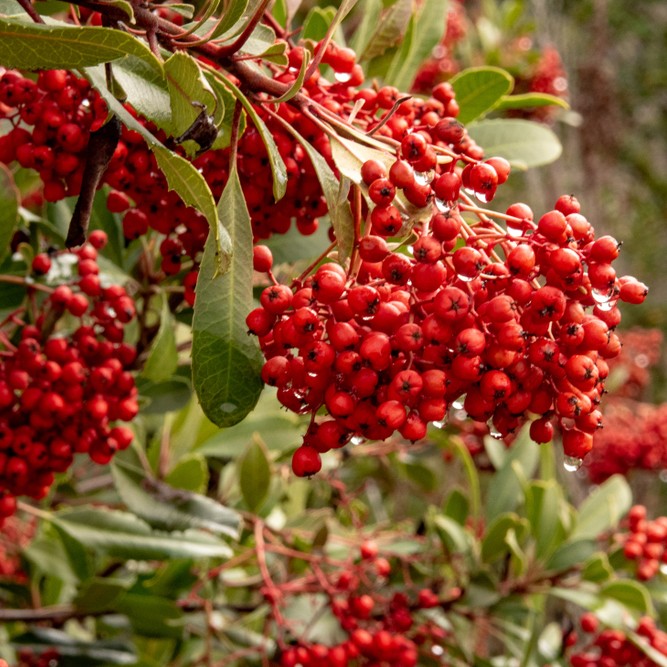 Toyon (Heteromeles arbutifolia) Flower, Leaf, Uses - PictureThis