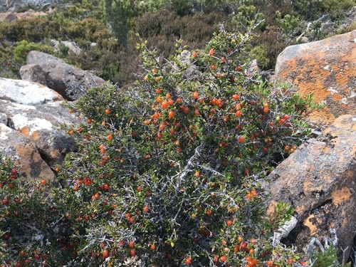 Coprosma nitida - PictureThis