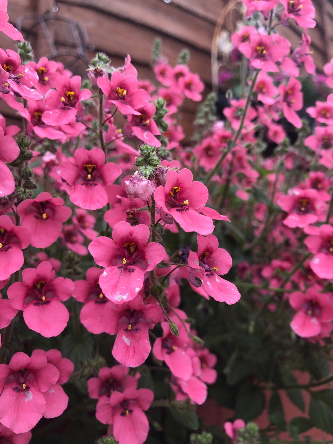Diascia 'Diamond Fuchsia' - PictureThis