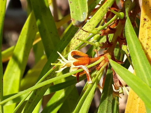 Persoonia longifolia - PictureThis