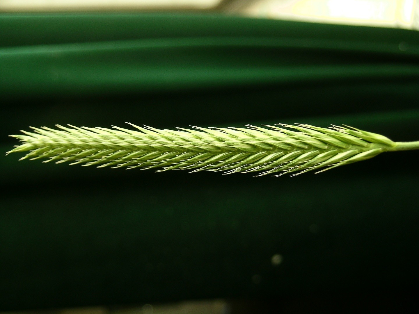 Agropyron desertorum - PictureThis