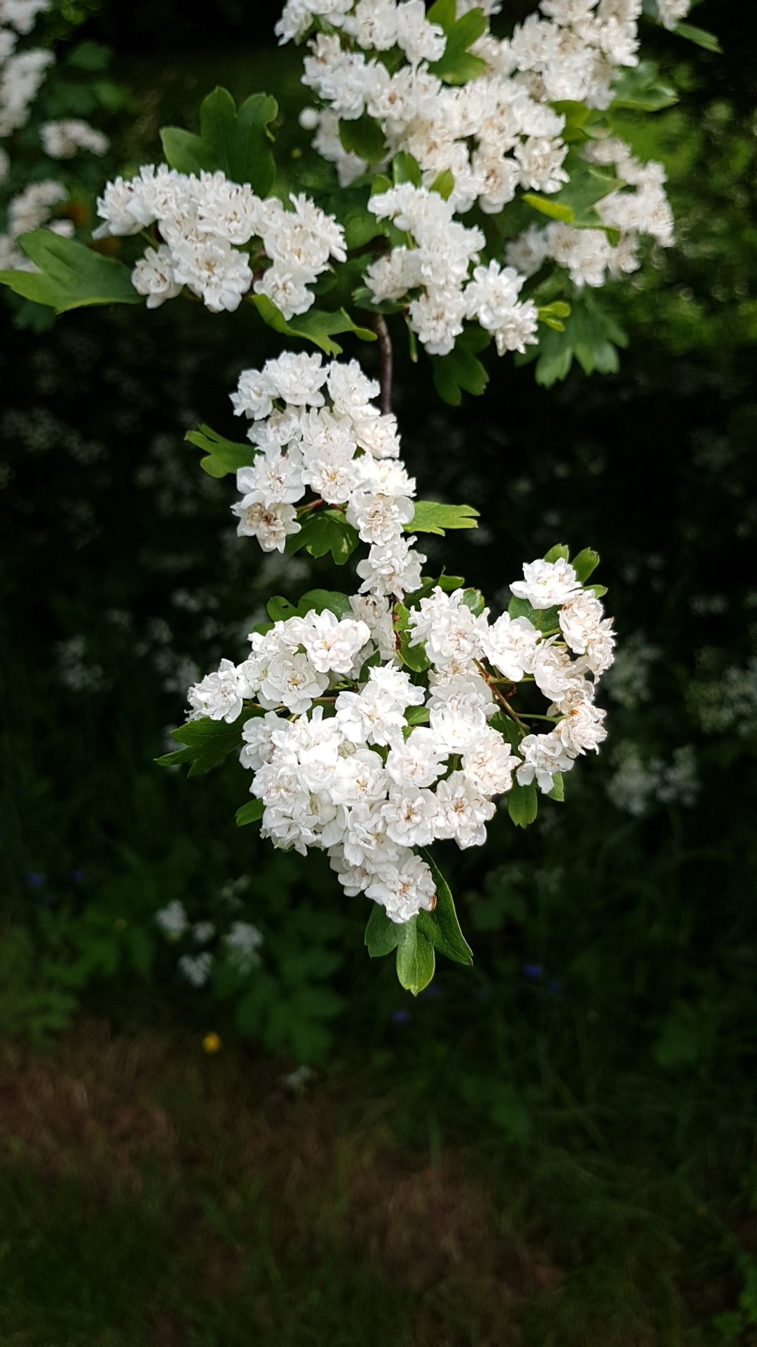 Crataegus laevigata 'Plena' - PictureThis