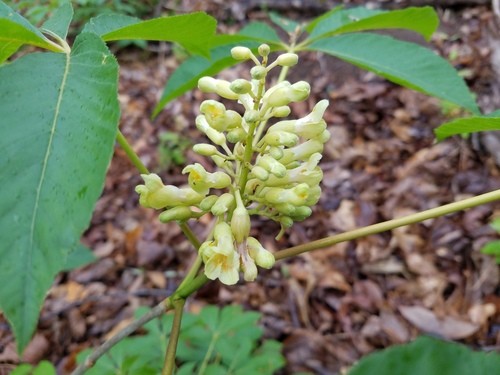 Painted buckeye (Aesculus sylvatica) - PictureThis