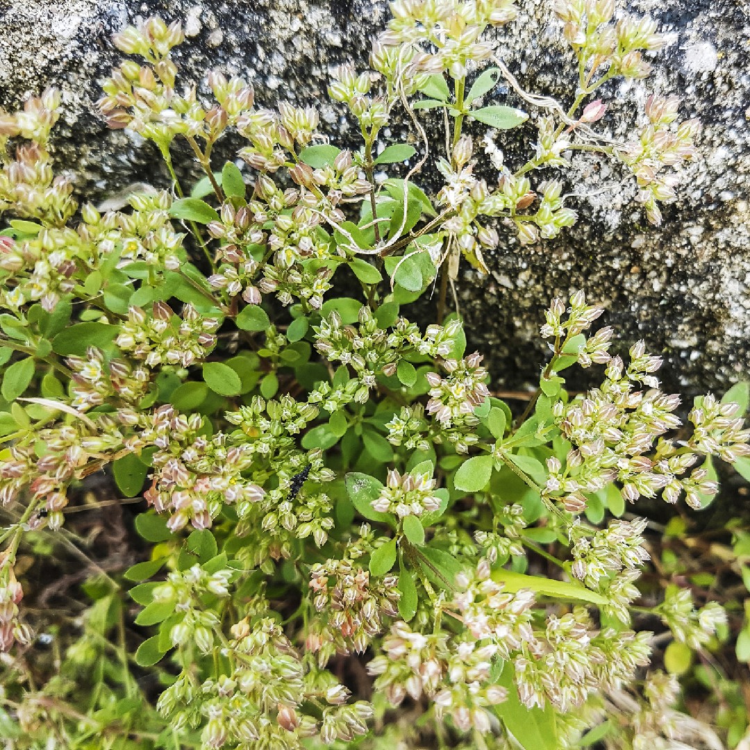 Polycarpon tetraphyllum - PictureThis