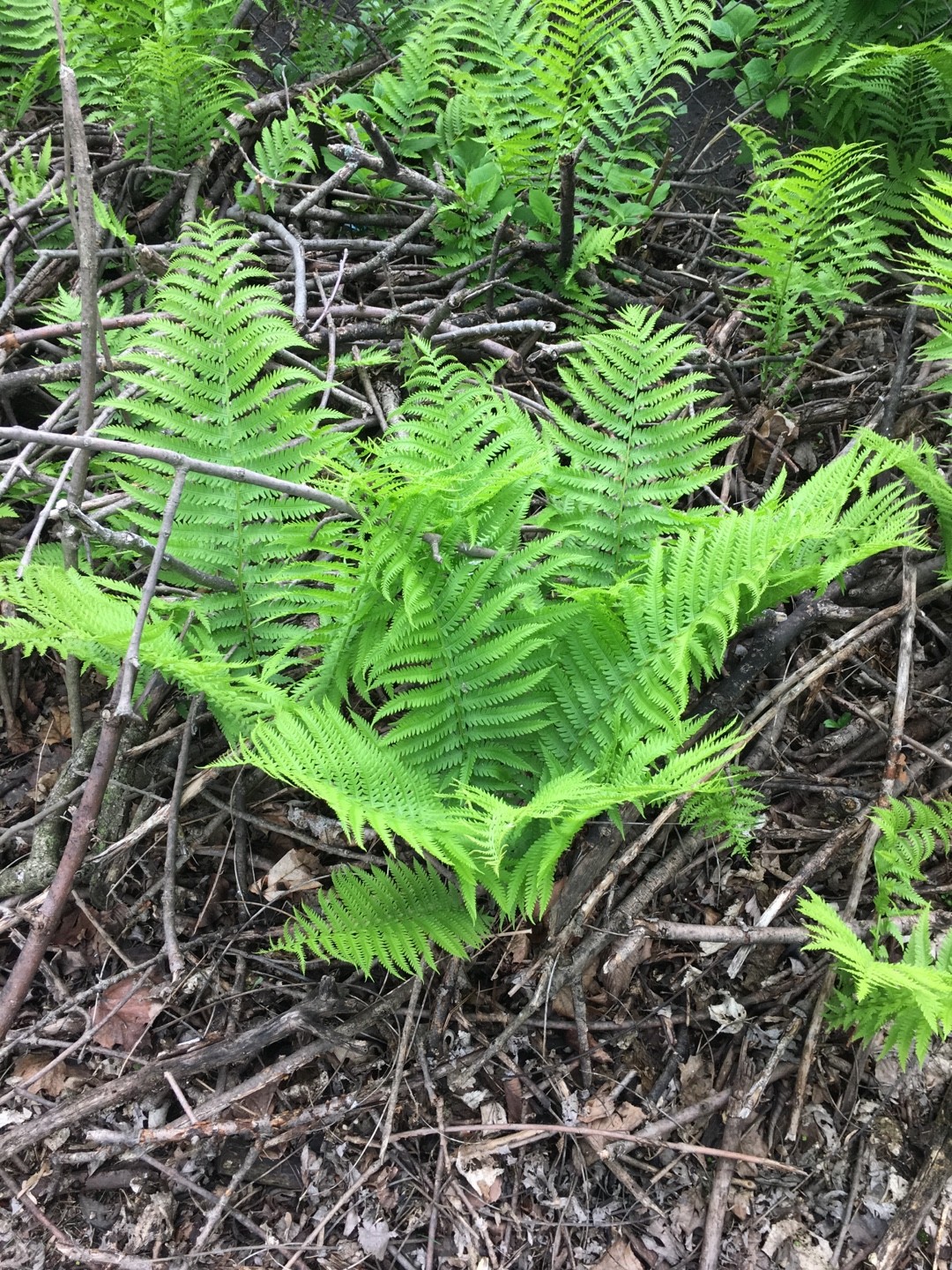 Dryopteris arguta (Dryopteris arguta) - PictureThis