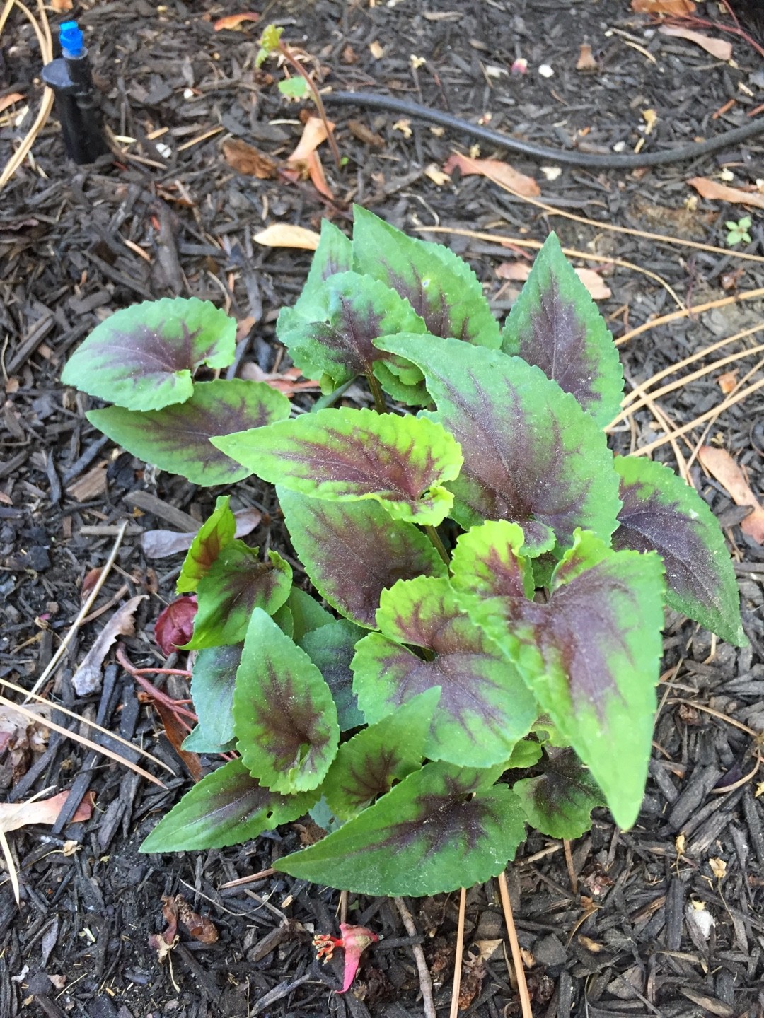 Viola × koreana 'Heartthrob' - PictureThis