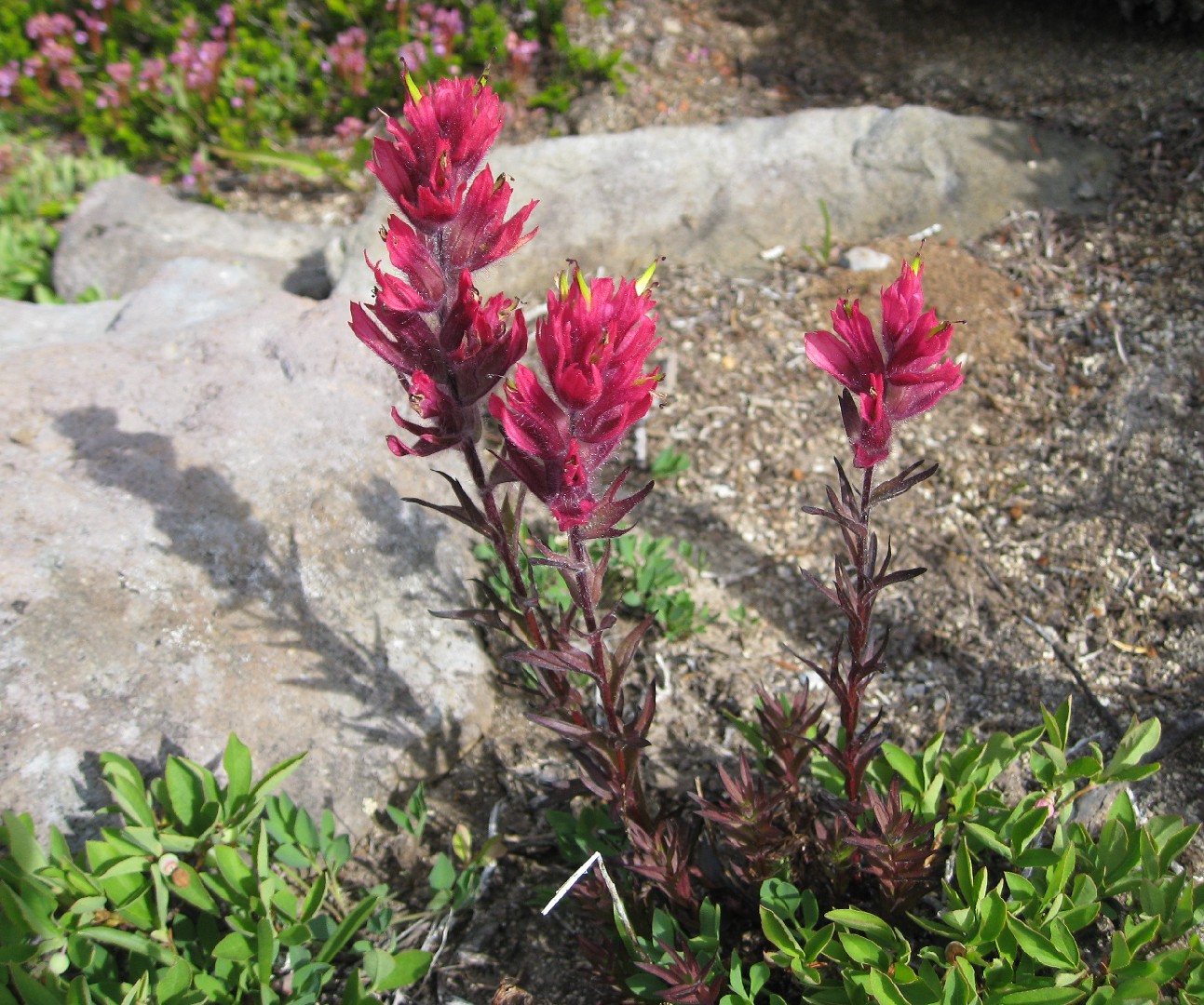 Castilleja parviflora - PictureThis