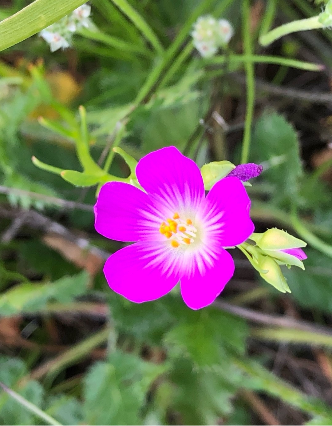 Calandrinia ciliata - PictureThis