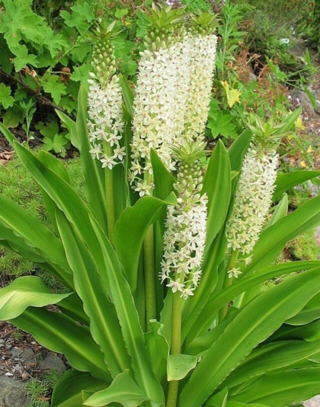 Eucomis - PictureThis