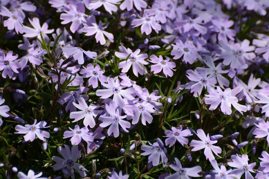 Flammenblumen (Phlox) - PictureThis