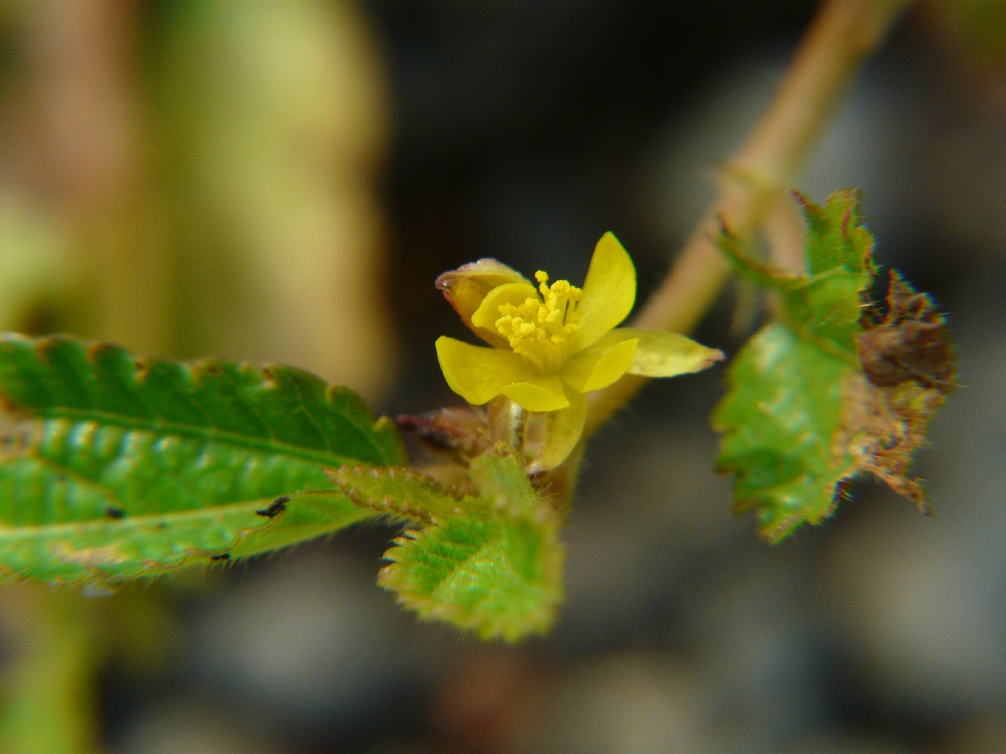 Corchorus aestuans - PictureThis