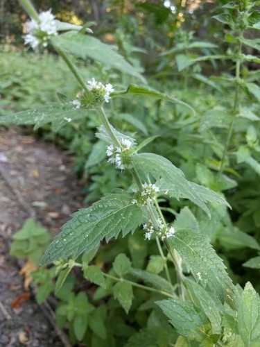 Lycopus asper - PictureThis