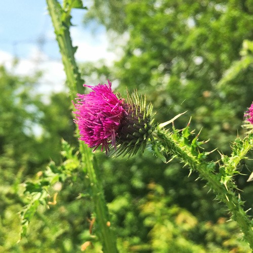 Oset nastroszony (Carduus acanthoides) - PictureThis