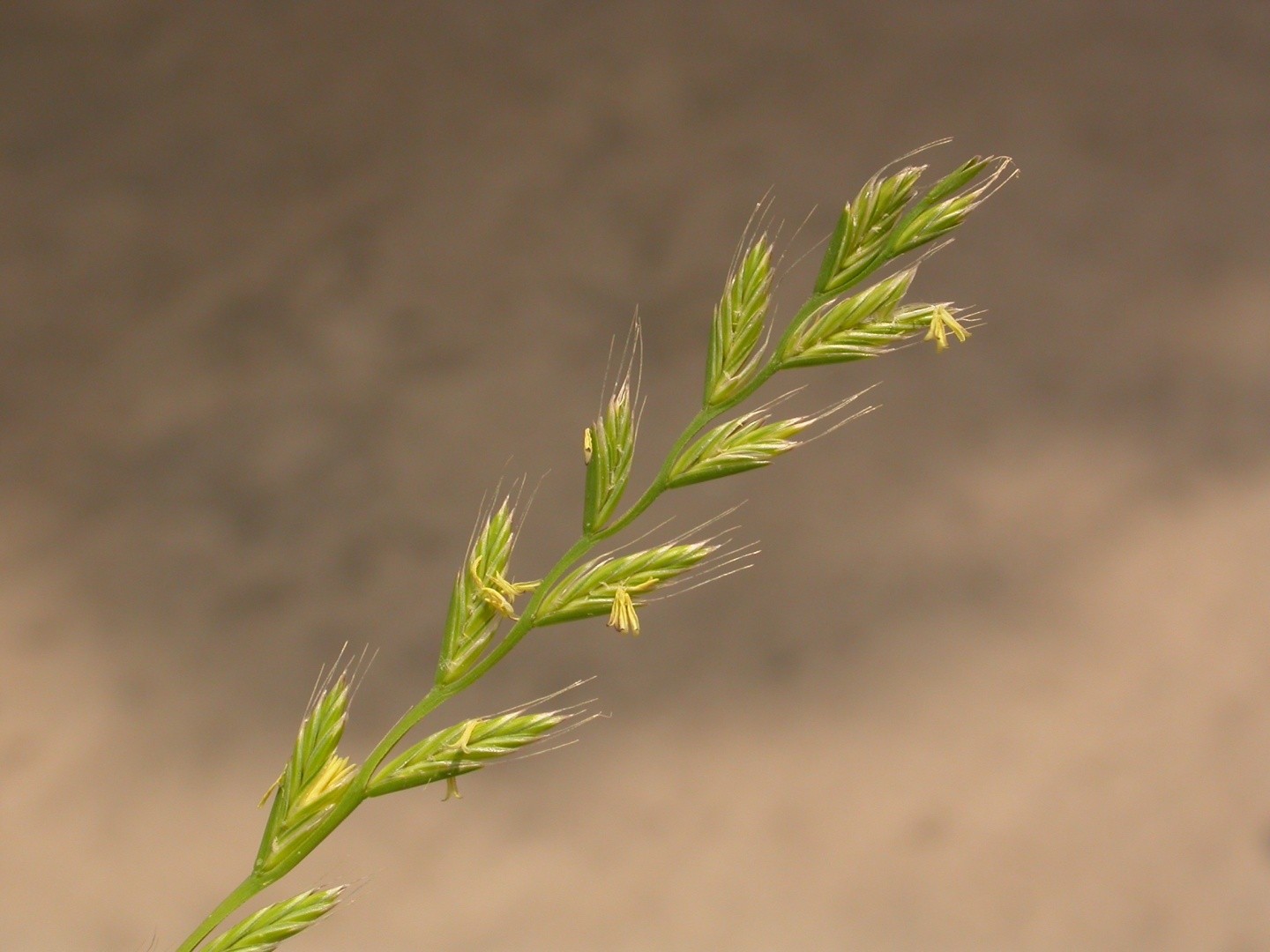 Lolium temulentum - PictureThis