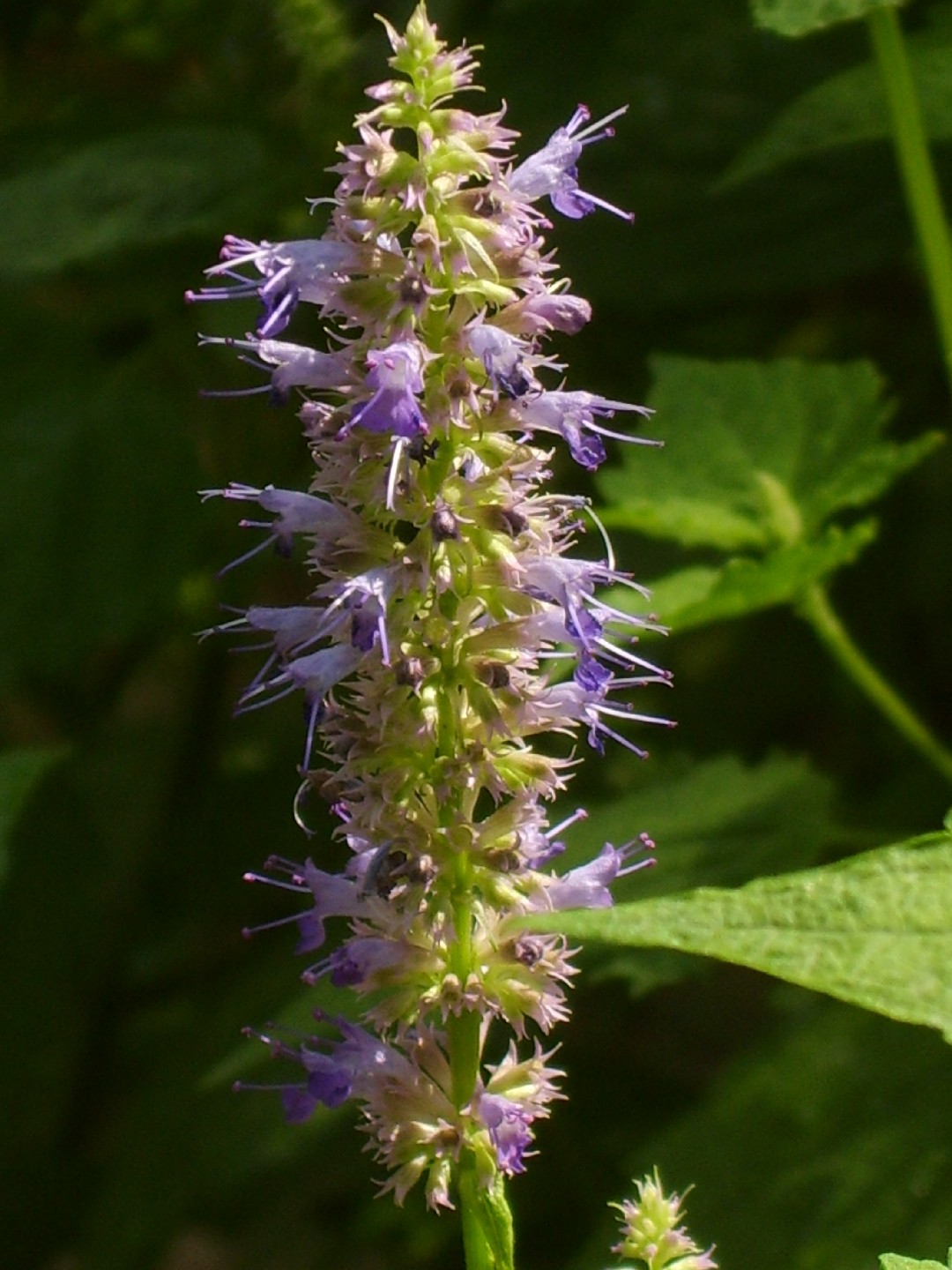 藿香 (Agastache rugosa) 照顧，種植，繁殖，開花時間 - PictureThis